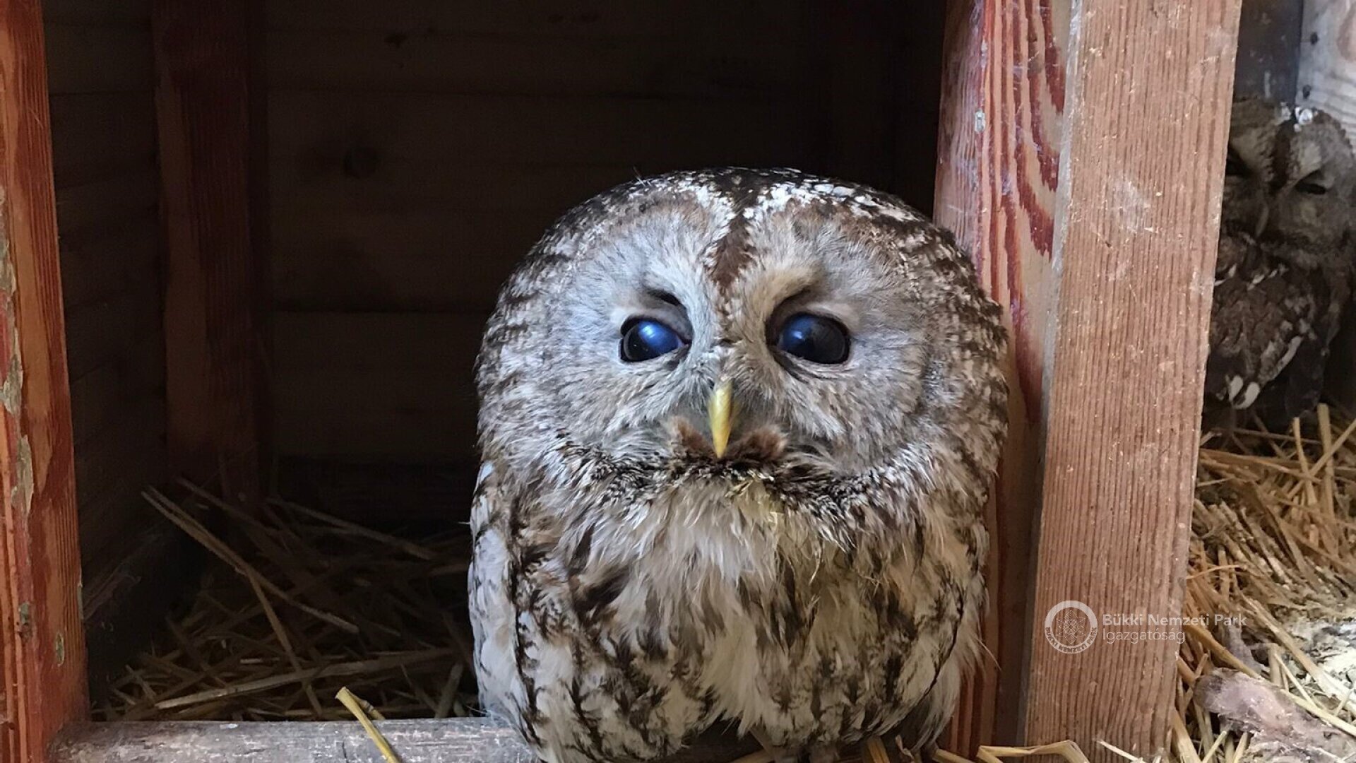 2023/1 4. Bird rescue station - Blog - Bükk-vidék Geopark